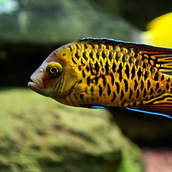 Ensuring Healthy Aquariums: A Guide to Fish Medication with Seachem Pr ...