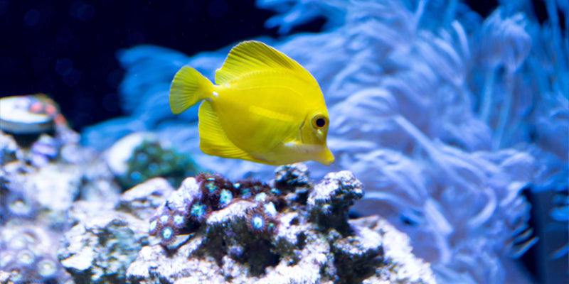 A Beginner's Guide to Setting Up a Saltwater Tank – FishyPH